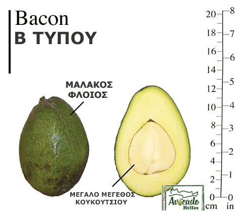 Αβοκαντο δέντρο φυτώρια αγορά τιμή Ποικιλία Αβοκάντο (Avocado) bacon ...