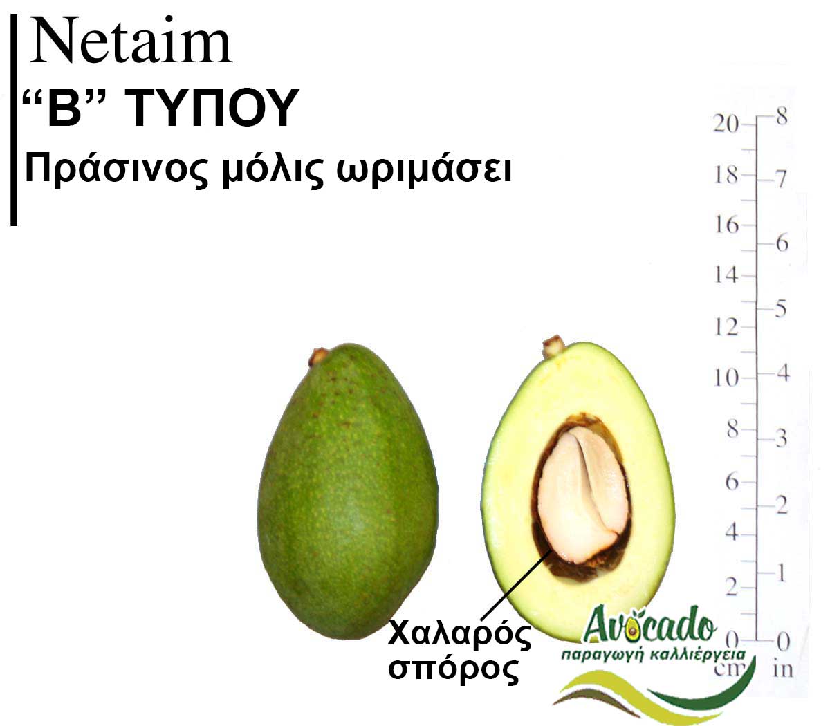 Αβοκαντο δέντρο φυτώρια αγορά τιμή Ποικιλία Αβοκάντο Ελλάδας/Κρήτης ...